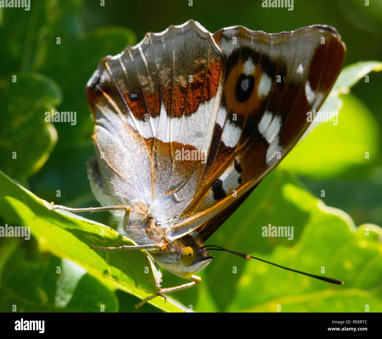 Purple Emperor Butterfly female ,( Apatura iris ) , male in oak tree ...