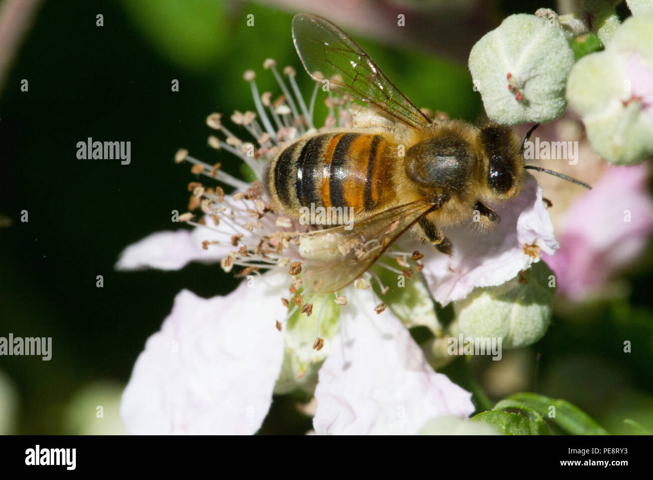 Knepp rewilding experiment hi-res stock photography and images - Alamy