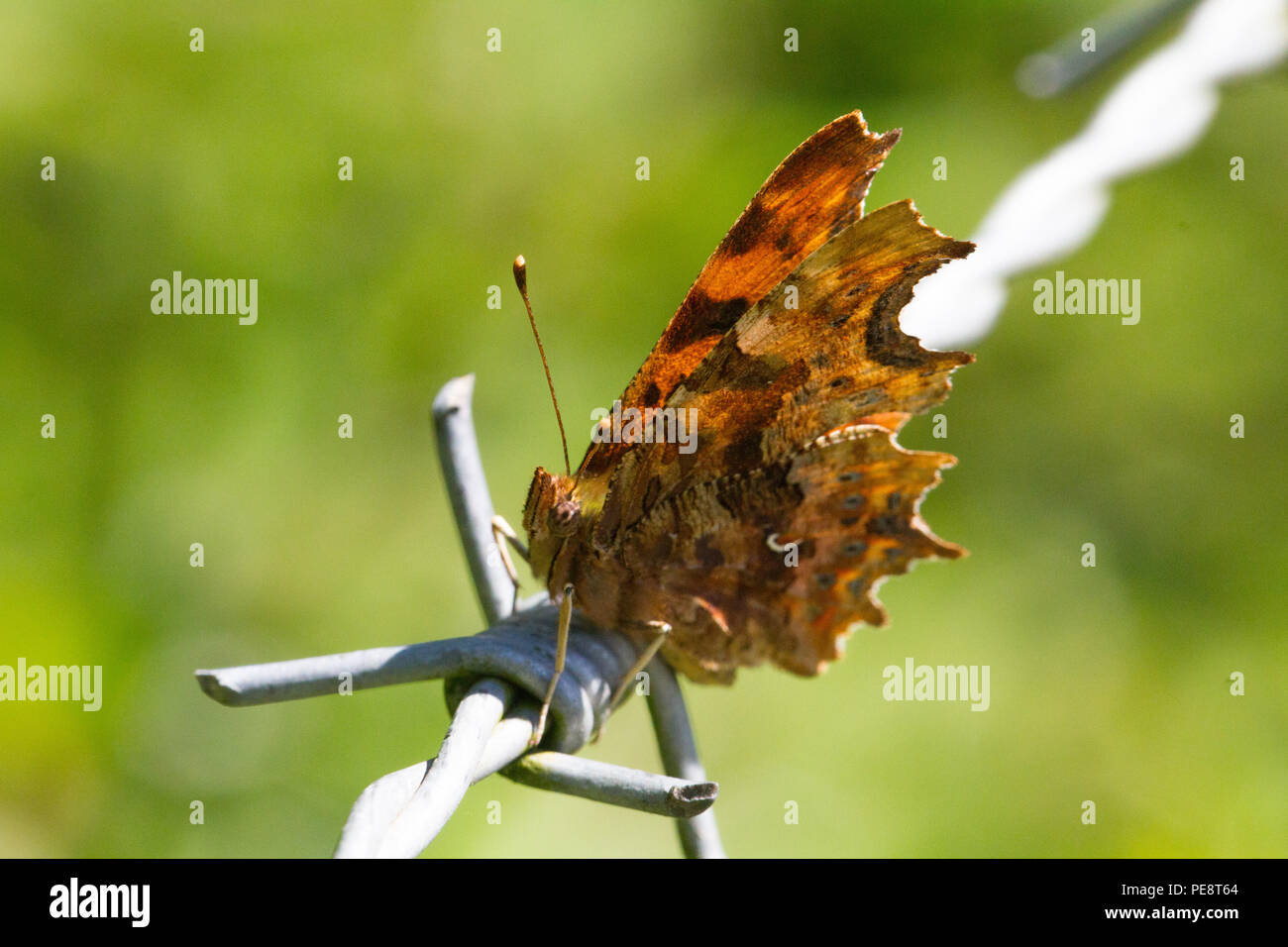 Butterfly Barbed Wire High Resolution Stock Photography and Images - Alamy