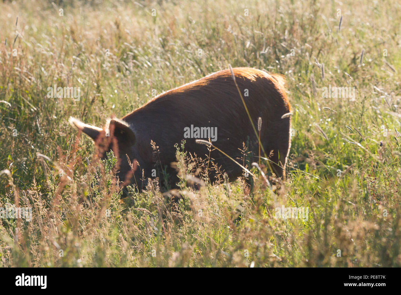 Tamworth pigs grazing grassland grassland .Semi Feral animal farmed in ...