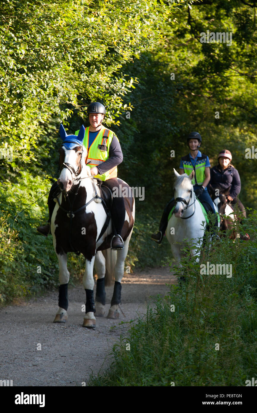 Horse riders riding through woodland , Knepp Rewilding estate ...