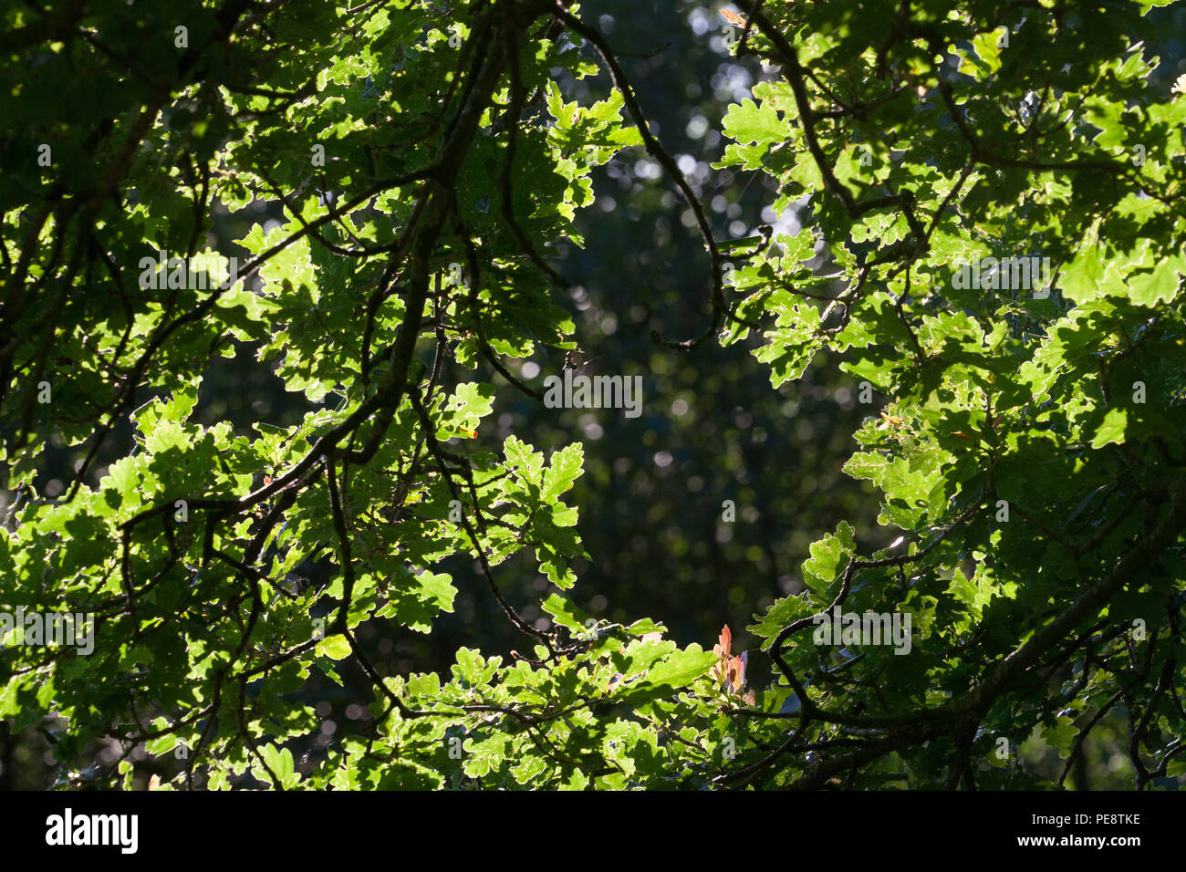 Oak canopy (Quercus robur ) backlit, part of Knepp Estate rewildling ...