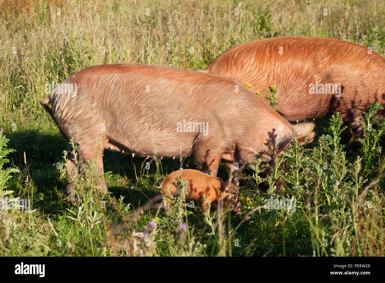 Knepp castle rewilding experiment hi-res stock photography and images ...