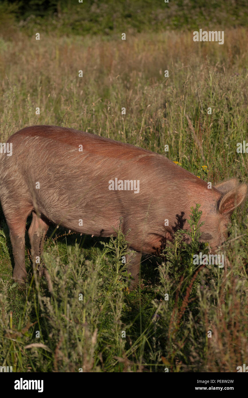 Knepp castle rewilding experiment hi-res stock photography and images ...