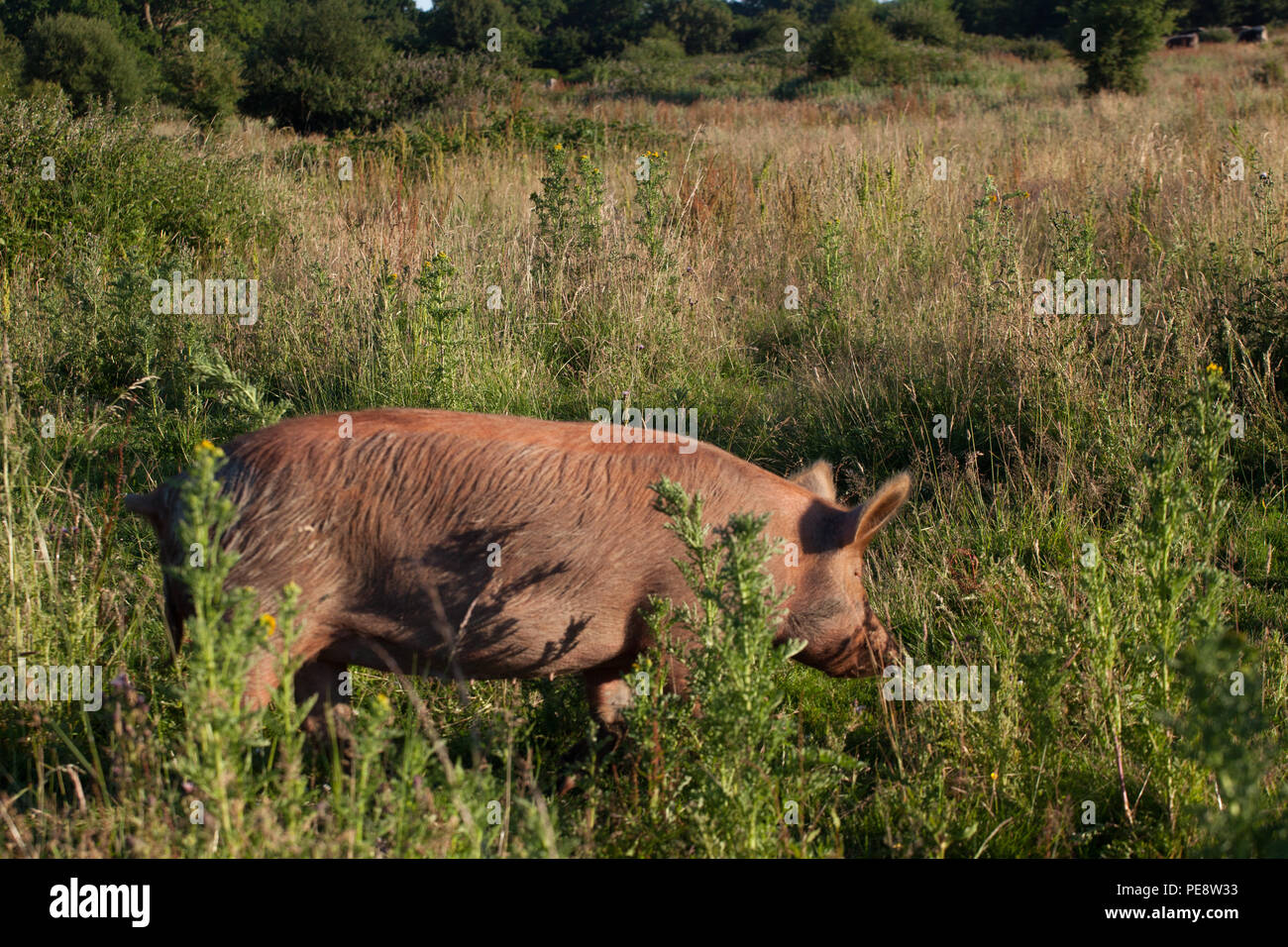 Knepp castle rewilding experiment hi-res stock photography and images ...