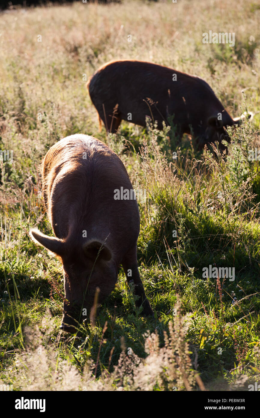 Knepp castle rewilding experiment hi-res stock photography and images ...