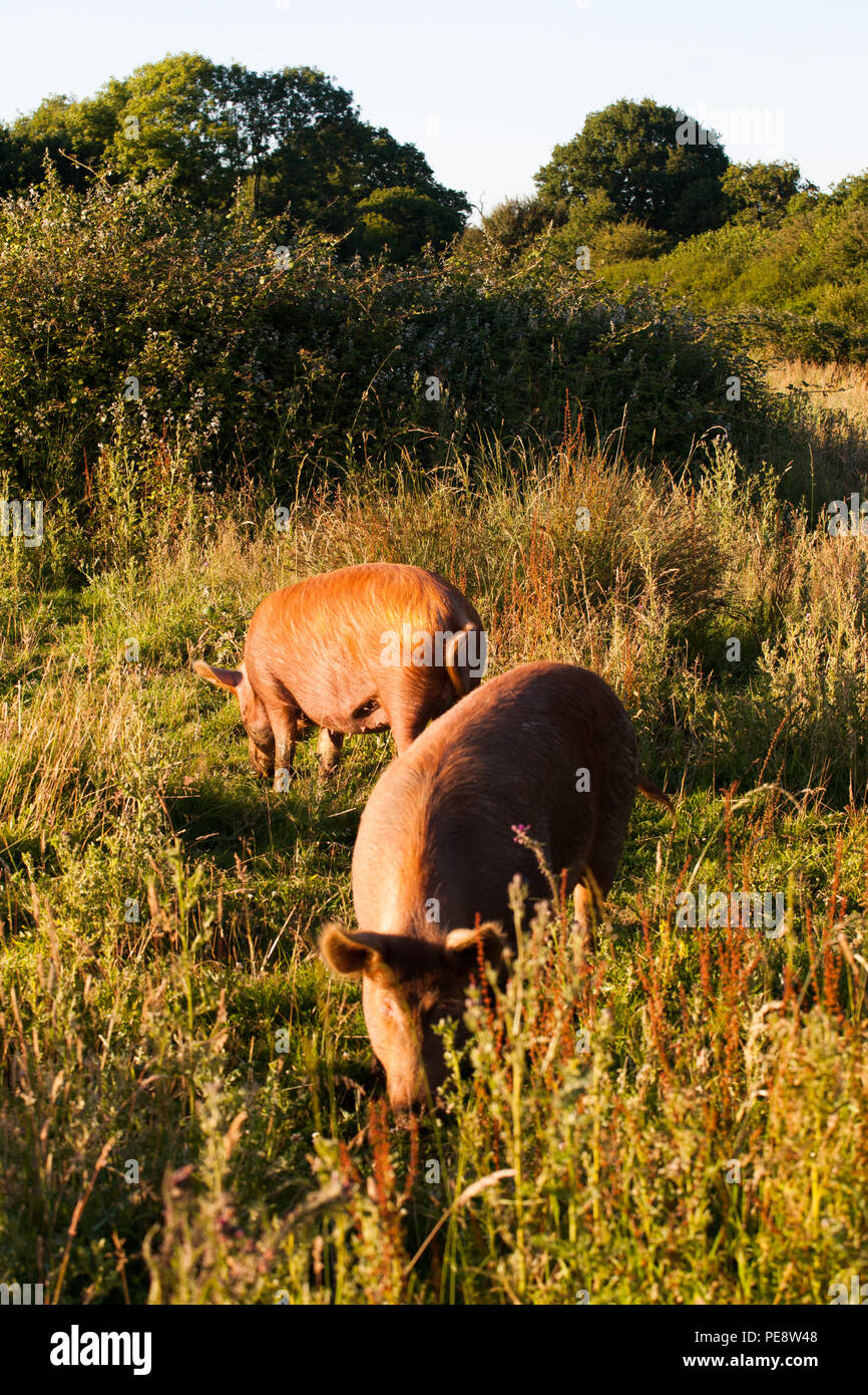Knepp rewilding project hi-res stock photography and images - Alamy