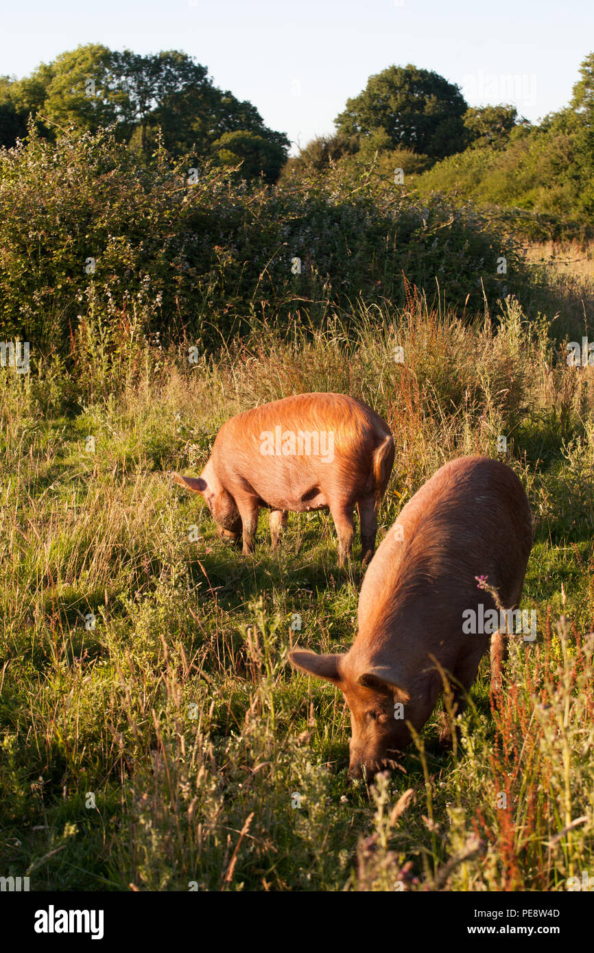 Knepp castle rewilding experiment hi-res stock photography and images ...