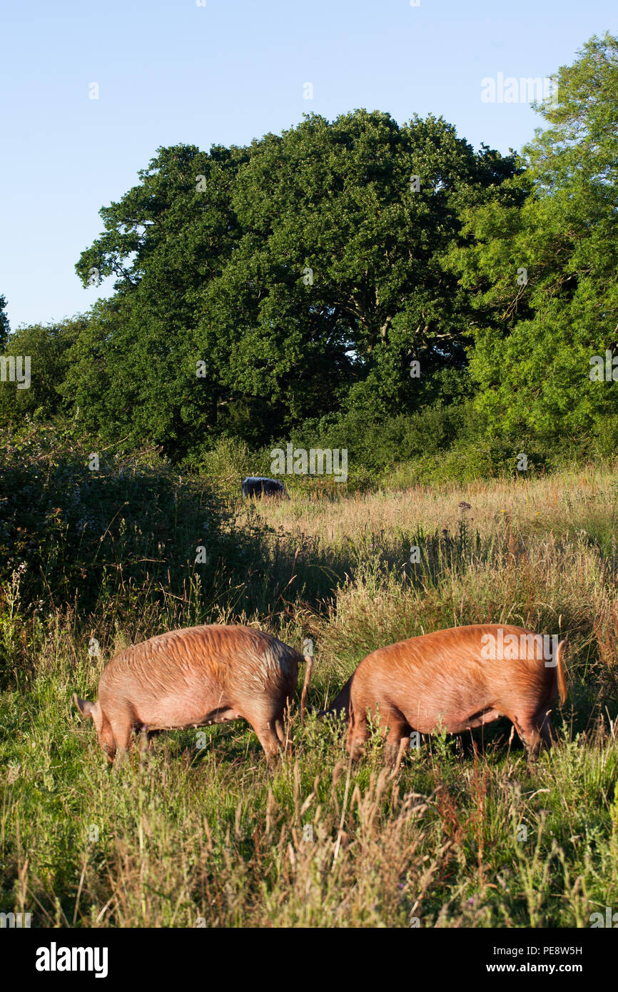 Knepp estate turtle dove hi-res stock photography and images - Alamy