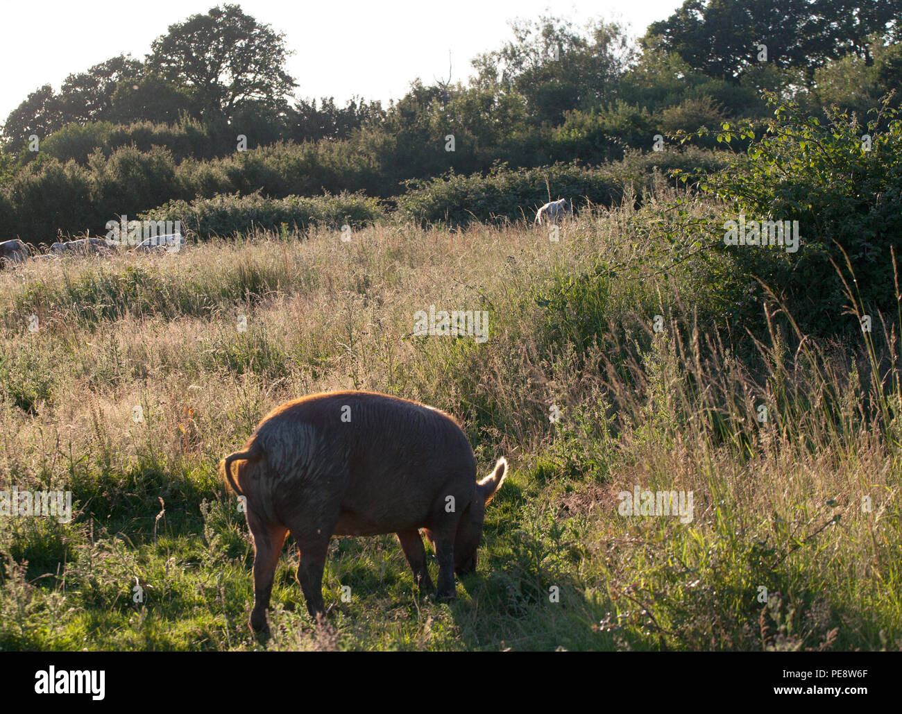 Organically Reared Pigs High Resolution Stock Photography and Images ...
