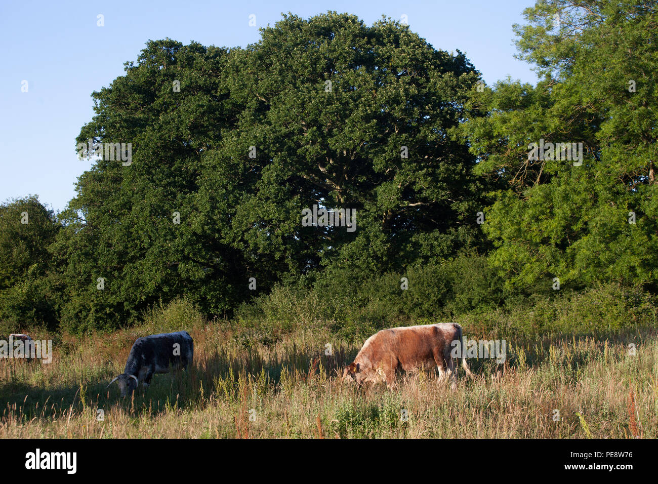 Longhorn Cattle grazing grassland .Managing Rewilding Farm-Knepp estate ...