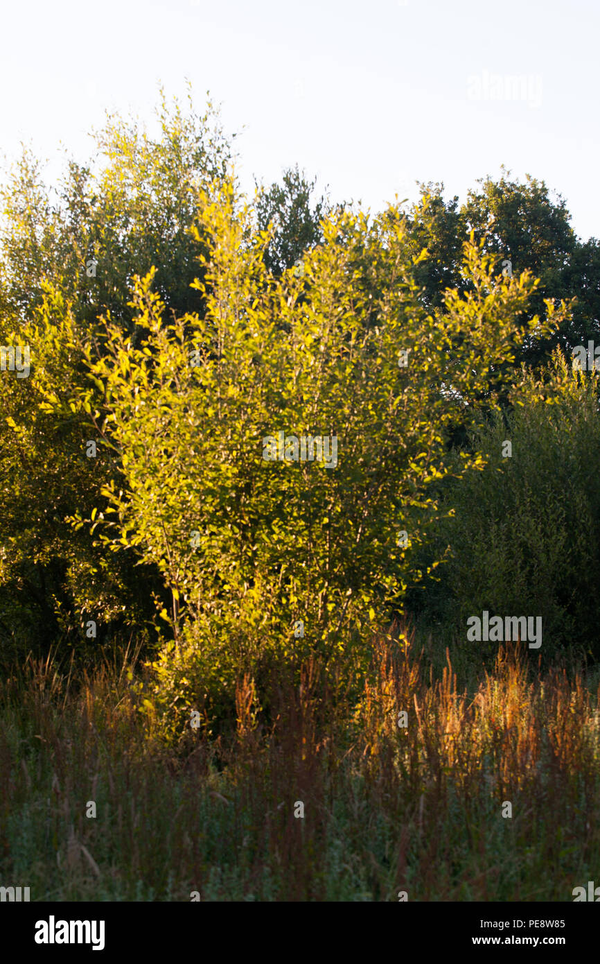 Ecological succession farm hi-res stock photography and images - Alamy