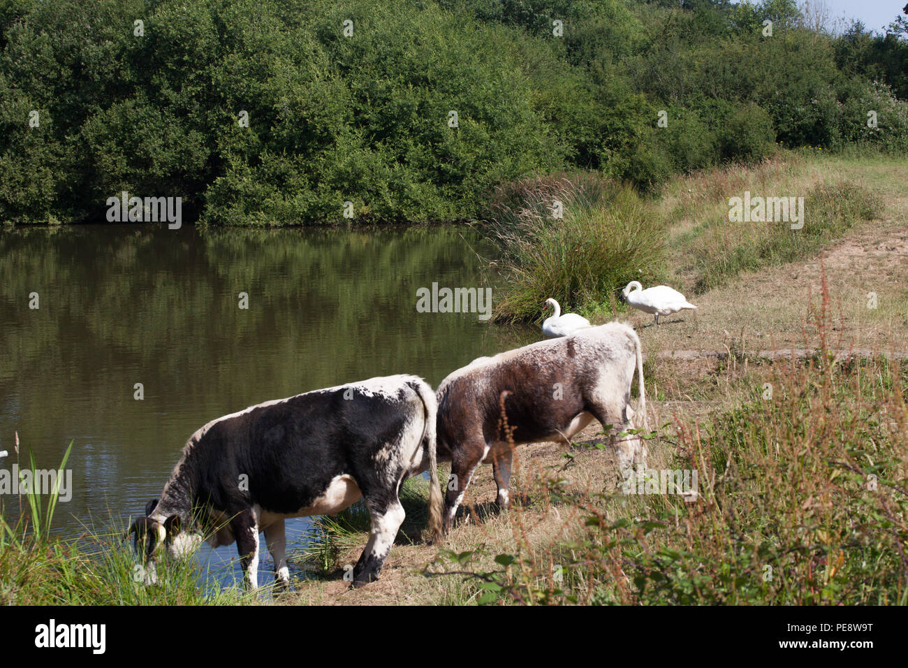 Cattle drinking from lake in Rewilding farm with Mute Swans in ...