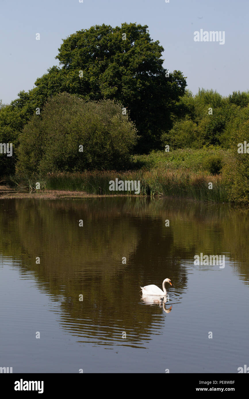 Knepp castle rewilding hi-res stock photography and images - Alamy