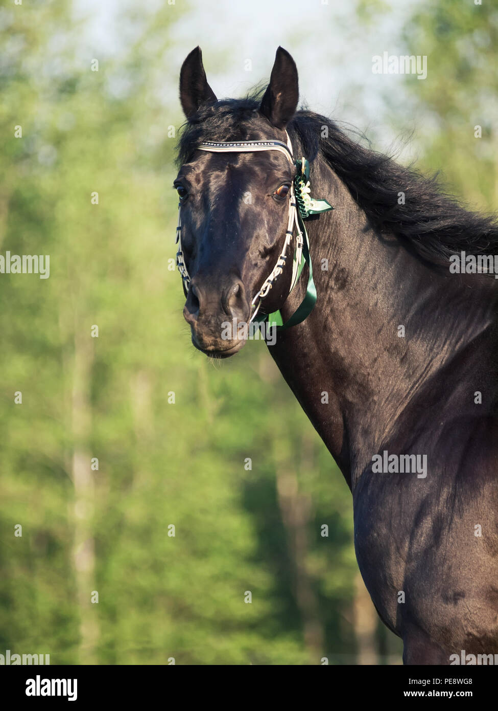 Breed Stallion High Resolution Stock Photography and Images - Alamy
