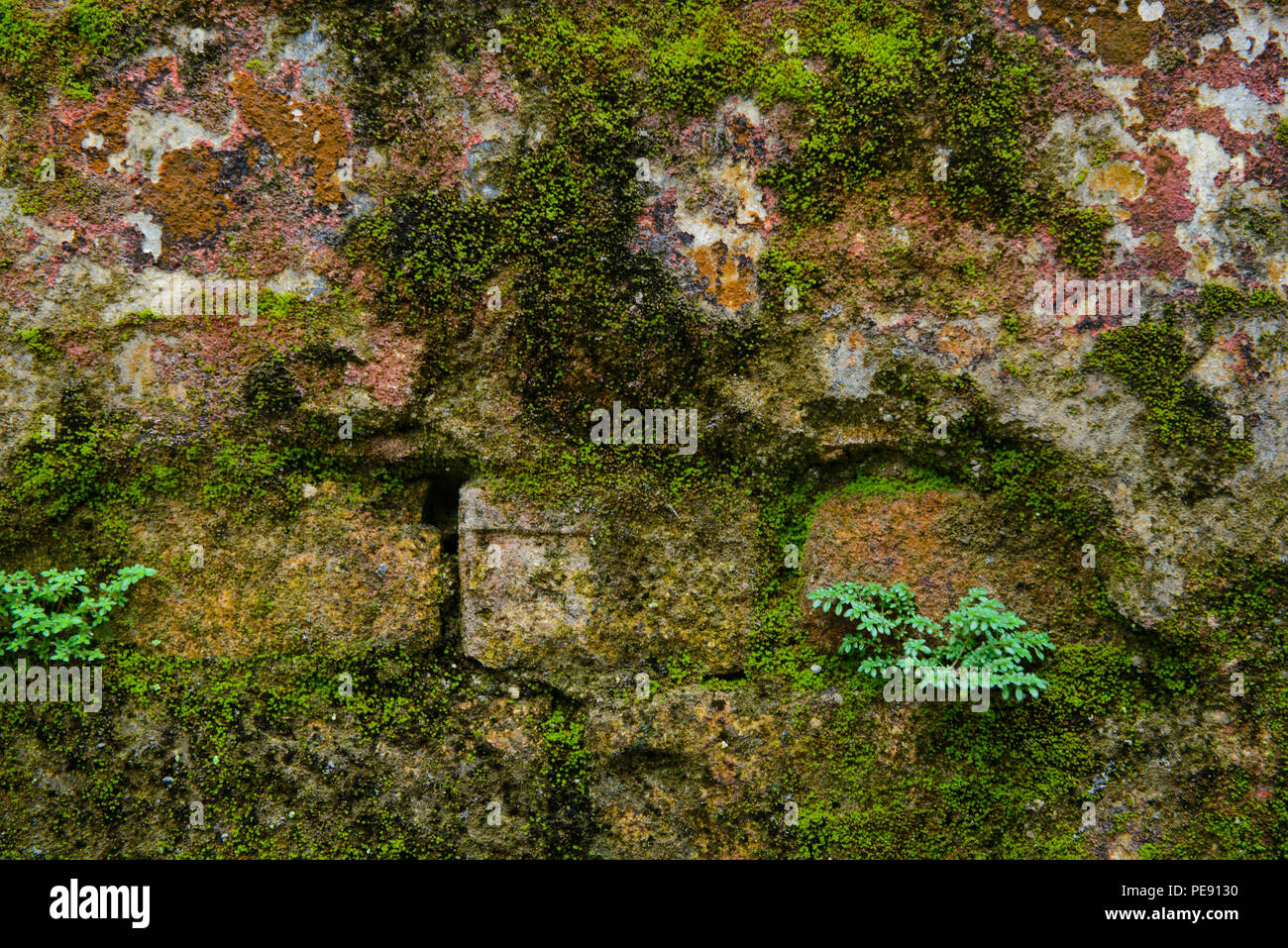 Background of weathered cracked paint ruin old wall with moss with ...