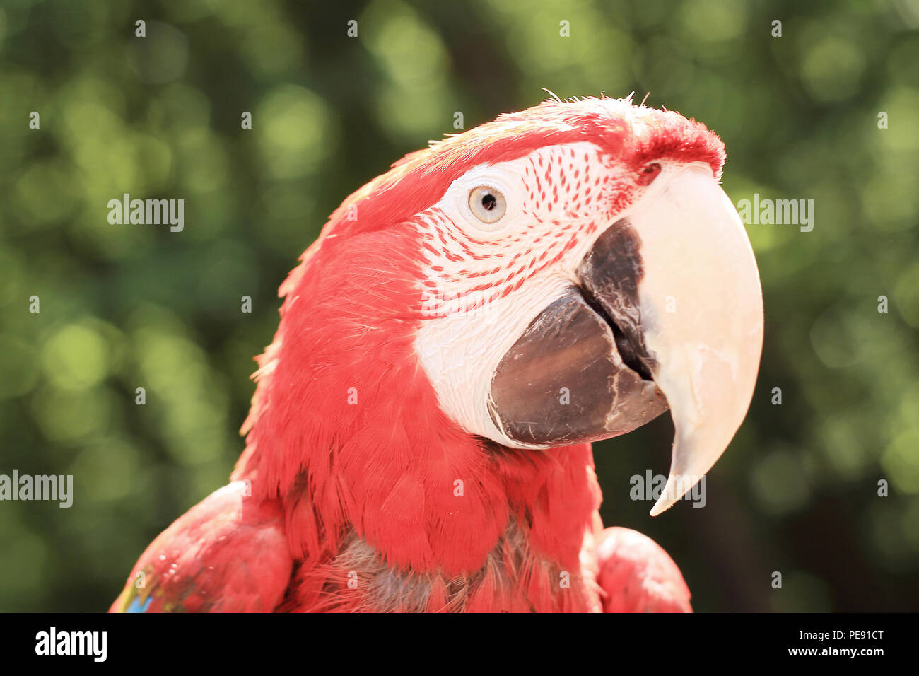 close up. macaw parrot looking at the camera Stock Photo - Alamy