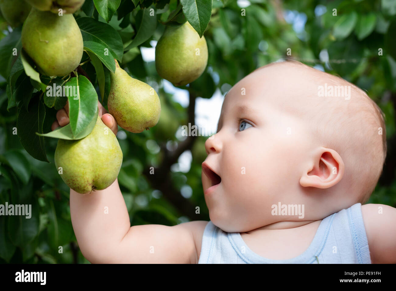 Child taking ripe pears at orchard in autumn. Little boy wanting to eat ...