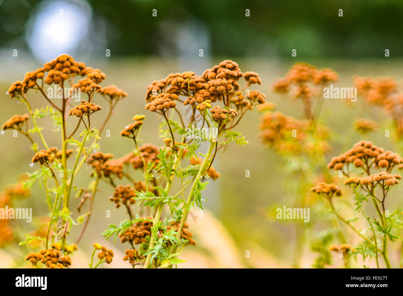 Tansy in the garden dried in the summer sun Stock Photo - Alamy