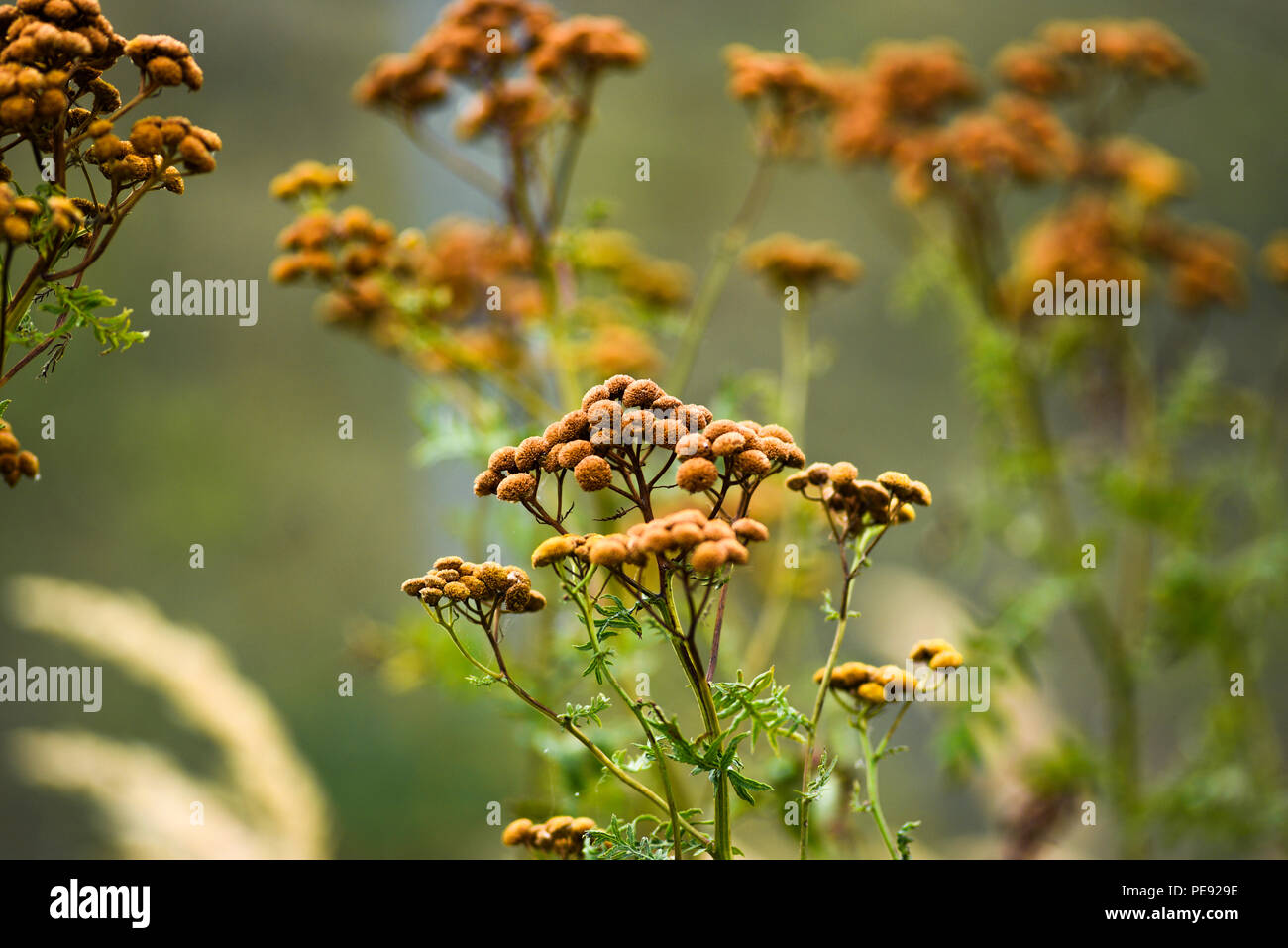 Tansy in the garden dried in the summer sun Stock Photo - Alamy
