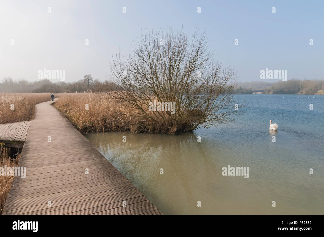 Boardwalk nature Trail through Cosmeston Lake Countrypark. PHILLIP ...