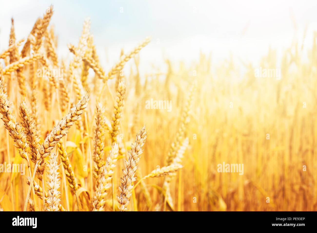 Wheat field. Beautiful rural scenery and sunset landscape. Harvest ...