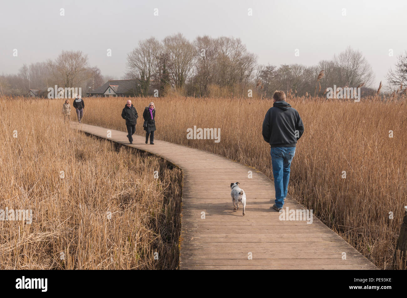 Boardwalk nature Trail through Cosmeston Lake Countrypark. PHILLIP ...
