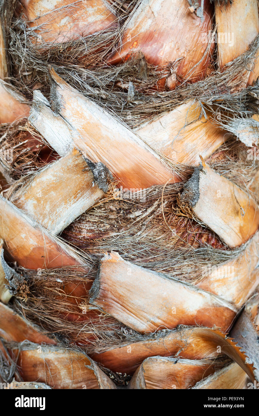 Texture of palm's stem. Close-up, tropical background Stock Photo - Alamy