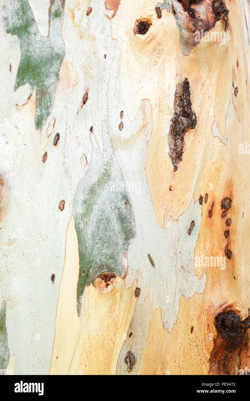 Texture of Eucalyptus bark tree. Abstract background Stock Photo - Alamy