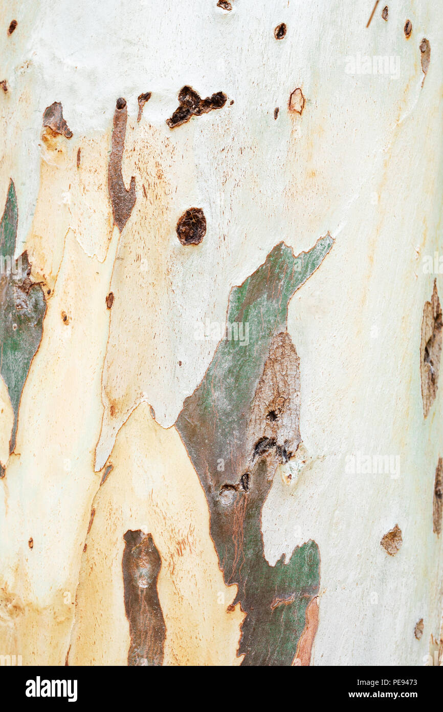 Texture of Eucalyptus bark tree. Abstract background Stock Photo - Alamy