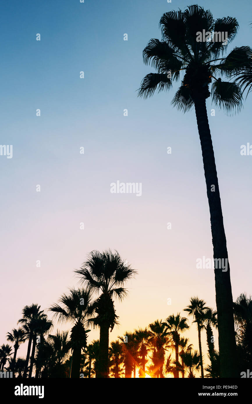 Row Of Palm Trees Silhouette