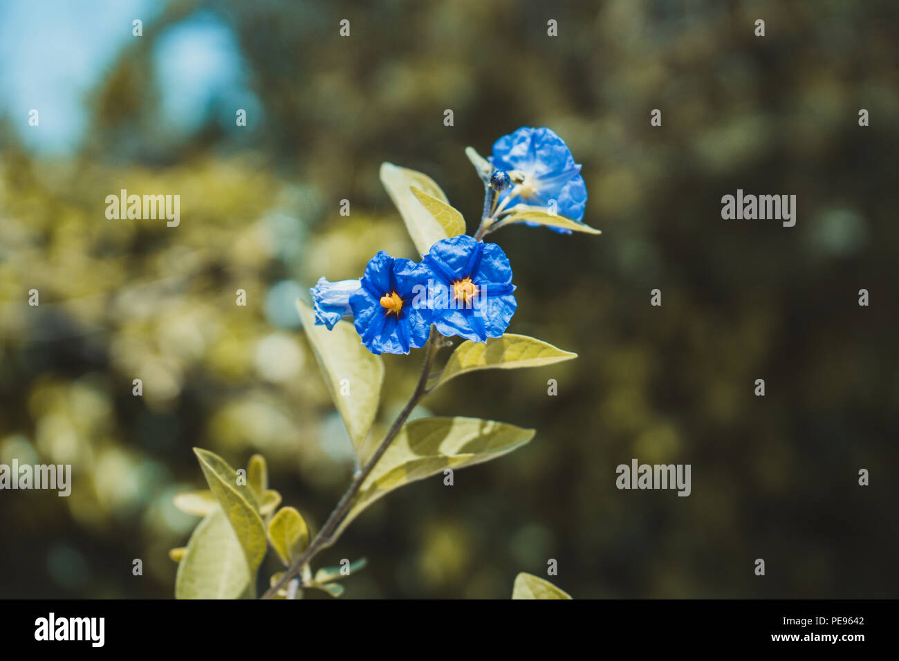 Dslr flower photography hi-res stock photography and images - Alamy