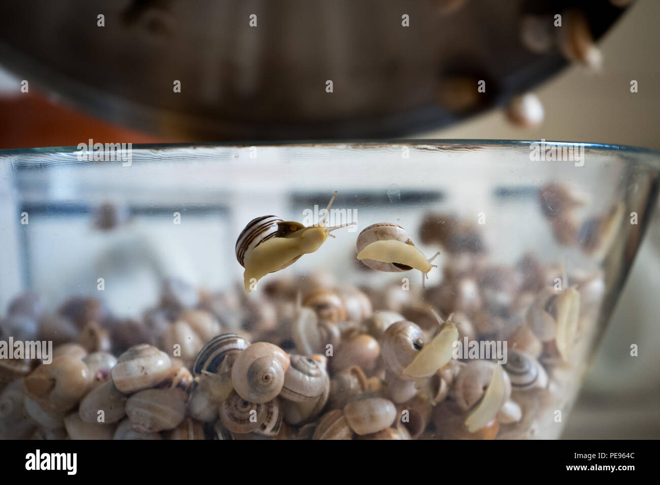 Snails food meal dinner lunch hi-res stock photography and images - Alamy