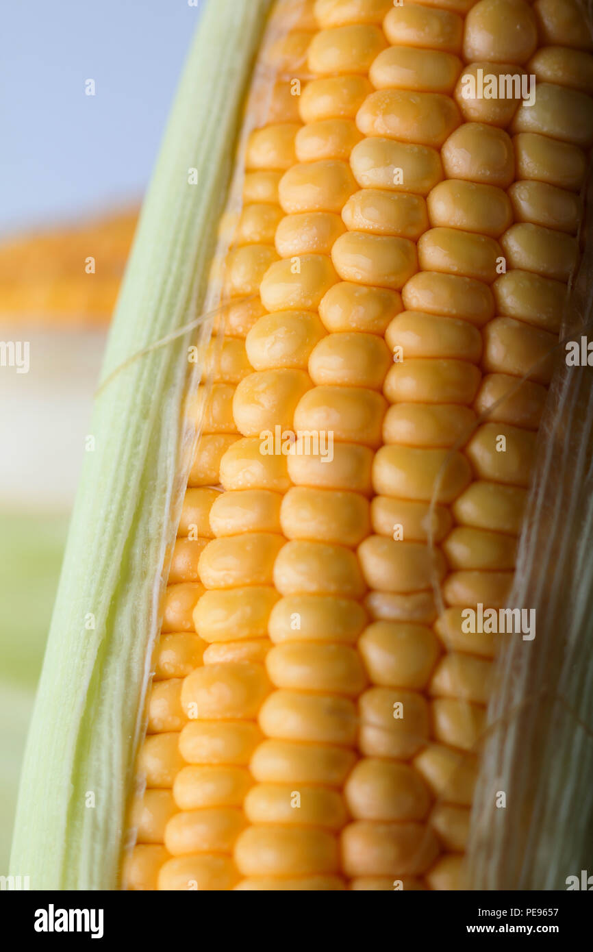 Close up shot Fresh ripe and peeled sweet corn with water drop high ...