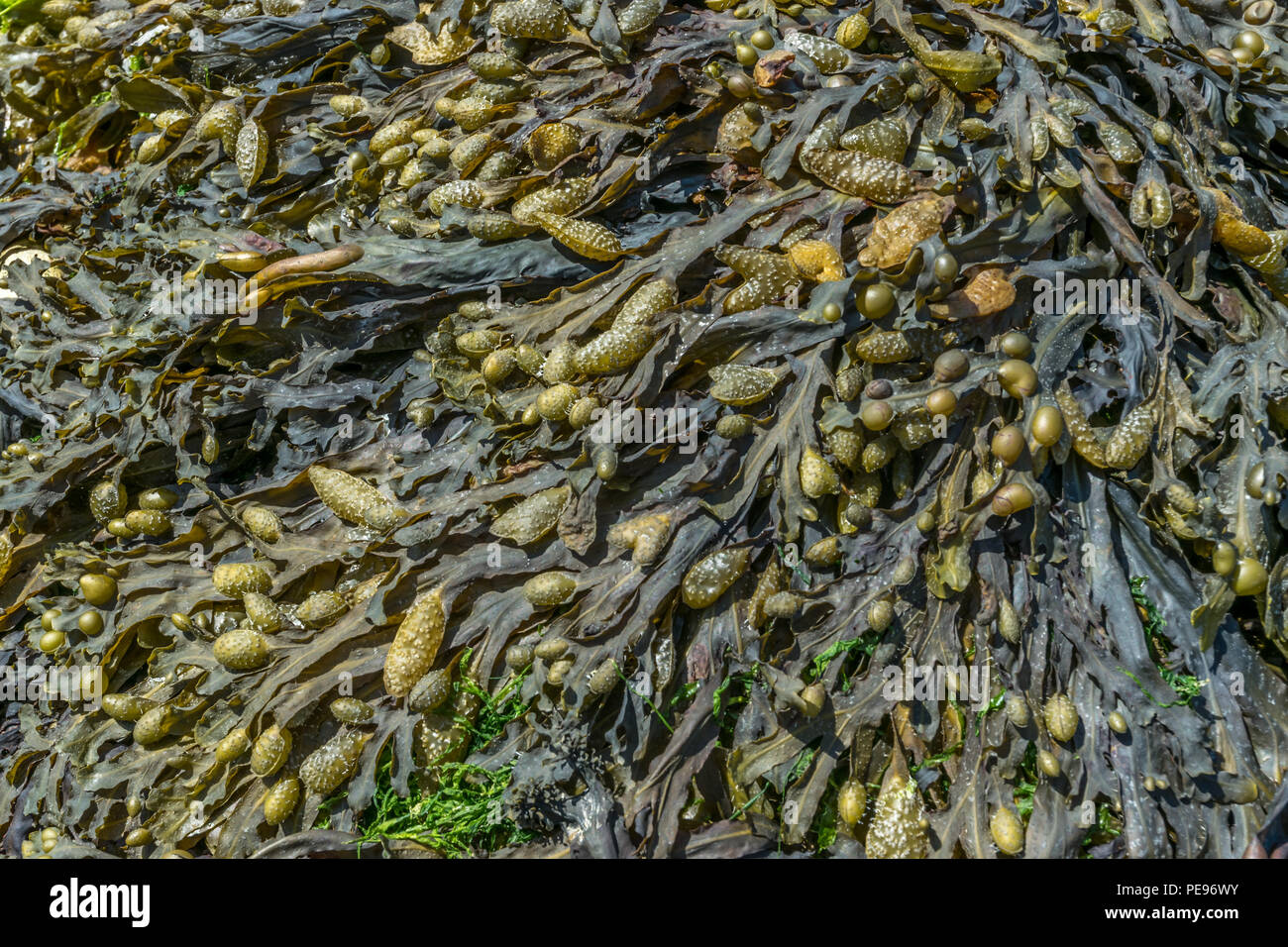 Close up of green and yellow wet seaweed Stock Photo - Alamy