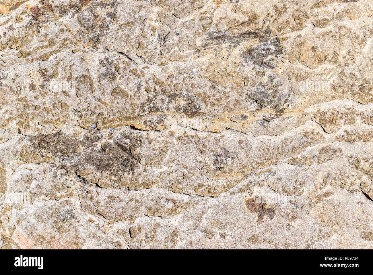 Rough and scaly hi-res stock photography and images - Alamy