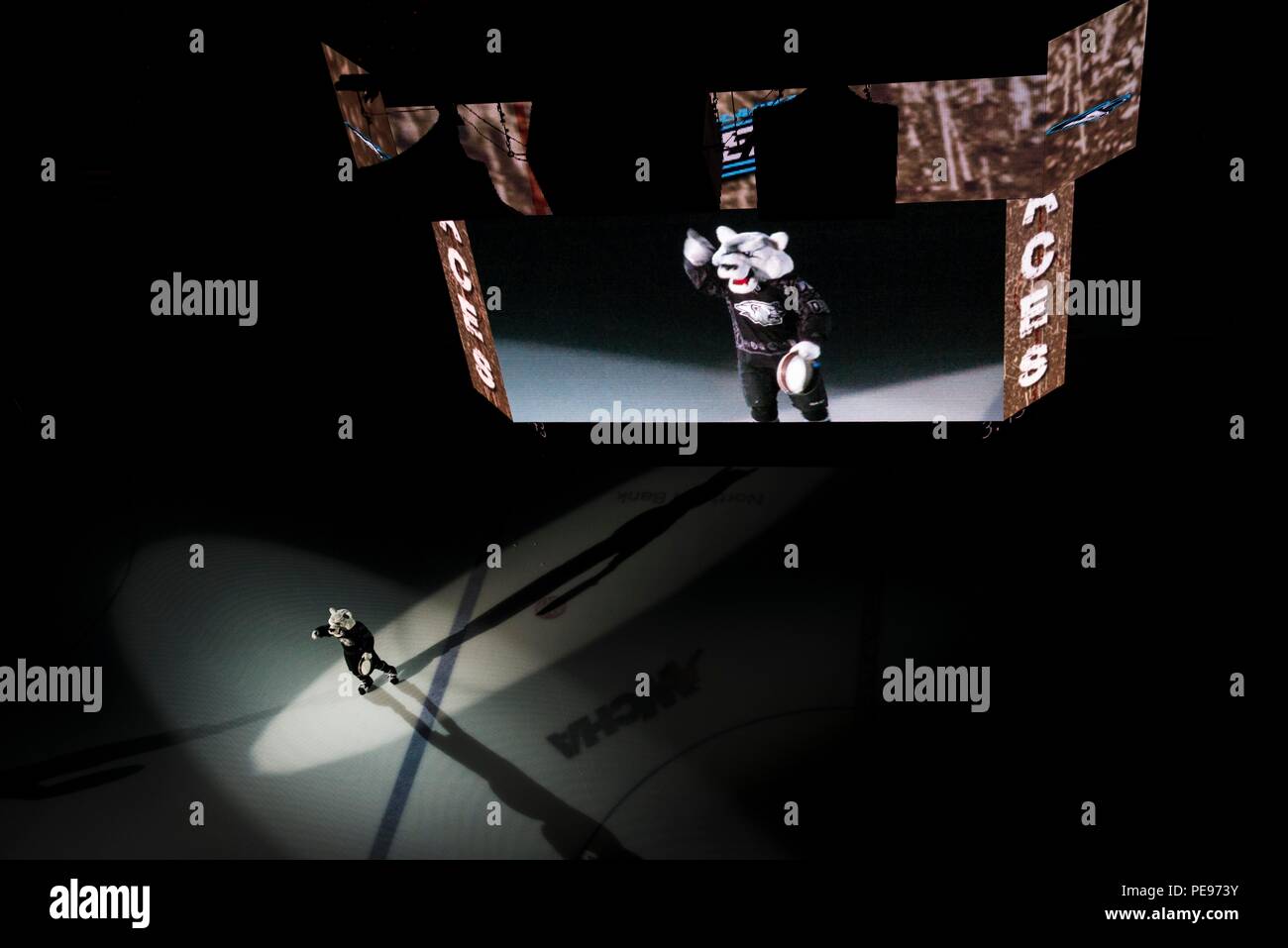 Boomer, Alaska Aces mascot, introduces the Alaska Aces hockey team at ...