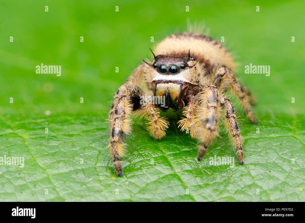 jumping spider, Phidippus otiosus female Stock Photo - Alamy