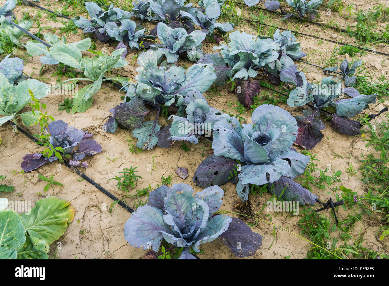 Fresh blue cabbage on the farmer's garden Stock Photo - Alamy