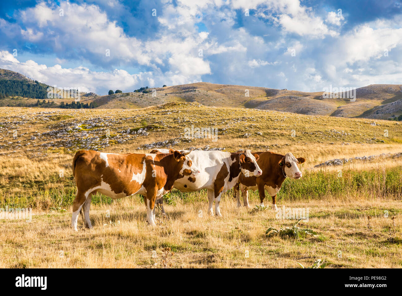 Cows grazing on the plateau of Campo Imperatore in the Abruzzo (Italy ...