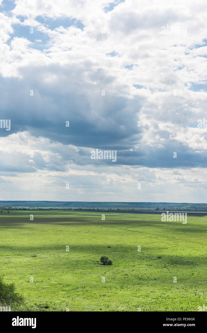 Vertical frame, background of a lone Bush or tree on a green meadow ...