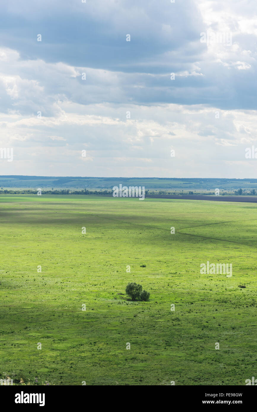 Vertical frame, background of a lone Bush or tree on a green meadow ...