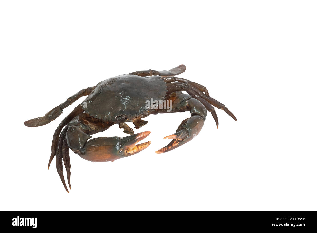 Crab isolated on white background Stock Photo - Alamy