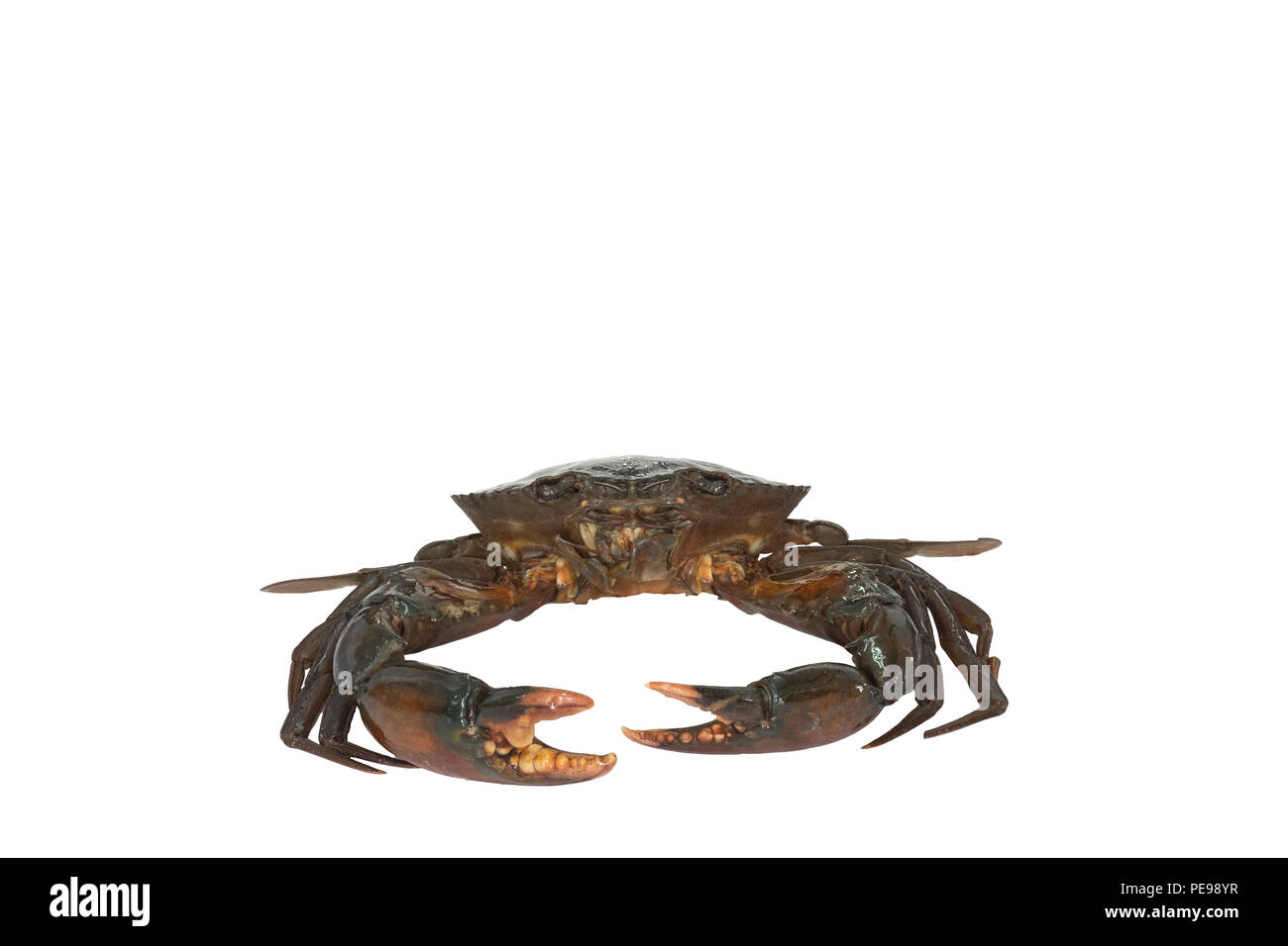 Crab isolated on white background Stock Photo - Alamy