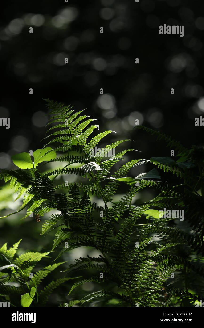 Green heaven hi-res stock photography and images - Alamy