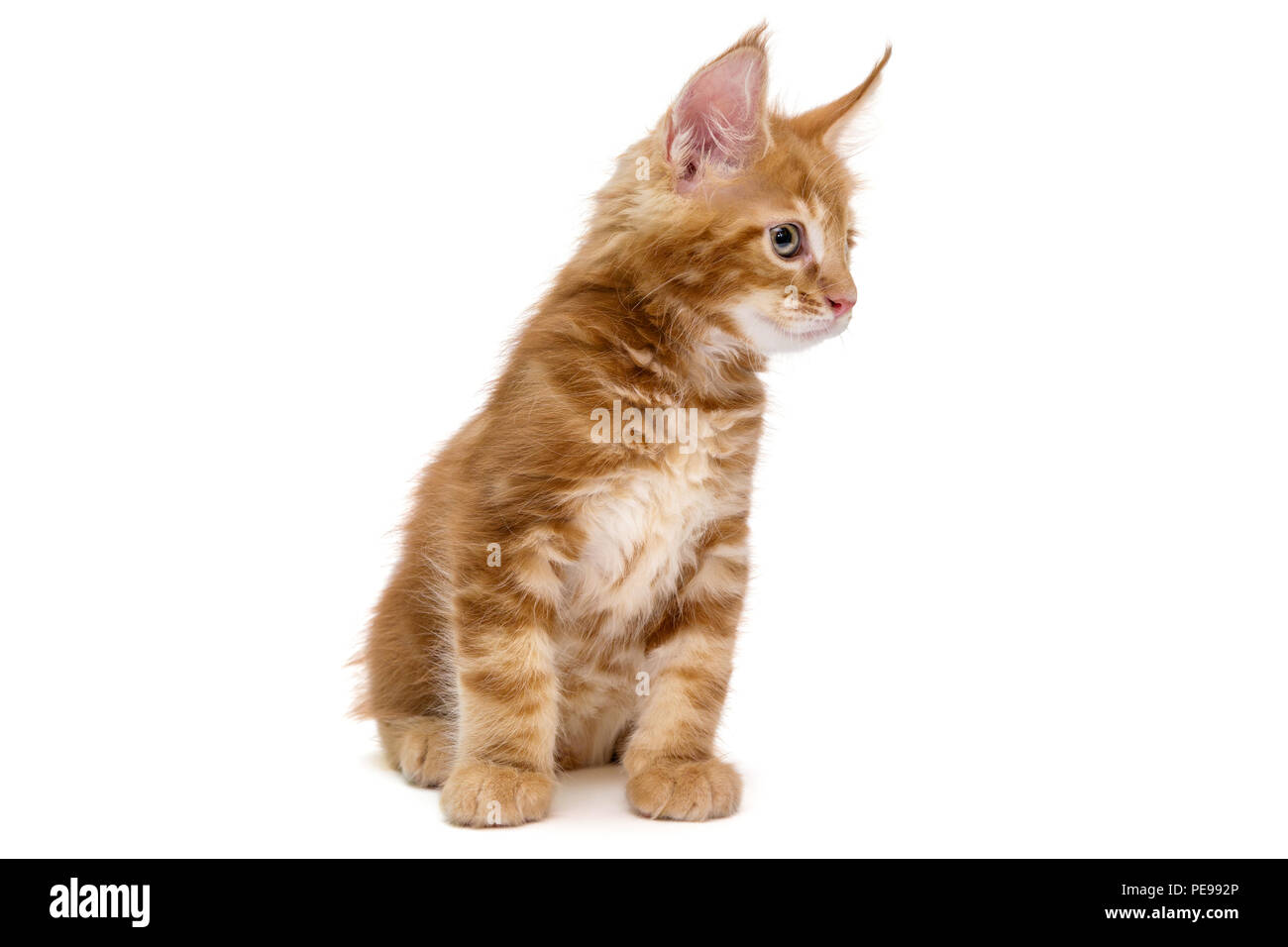 Small Maine Coon kitten, isolated on white background Stock Photo - Alamy