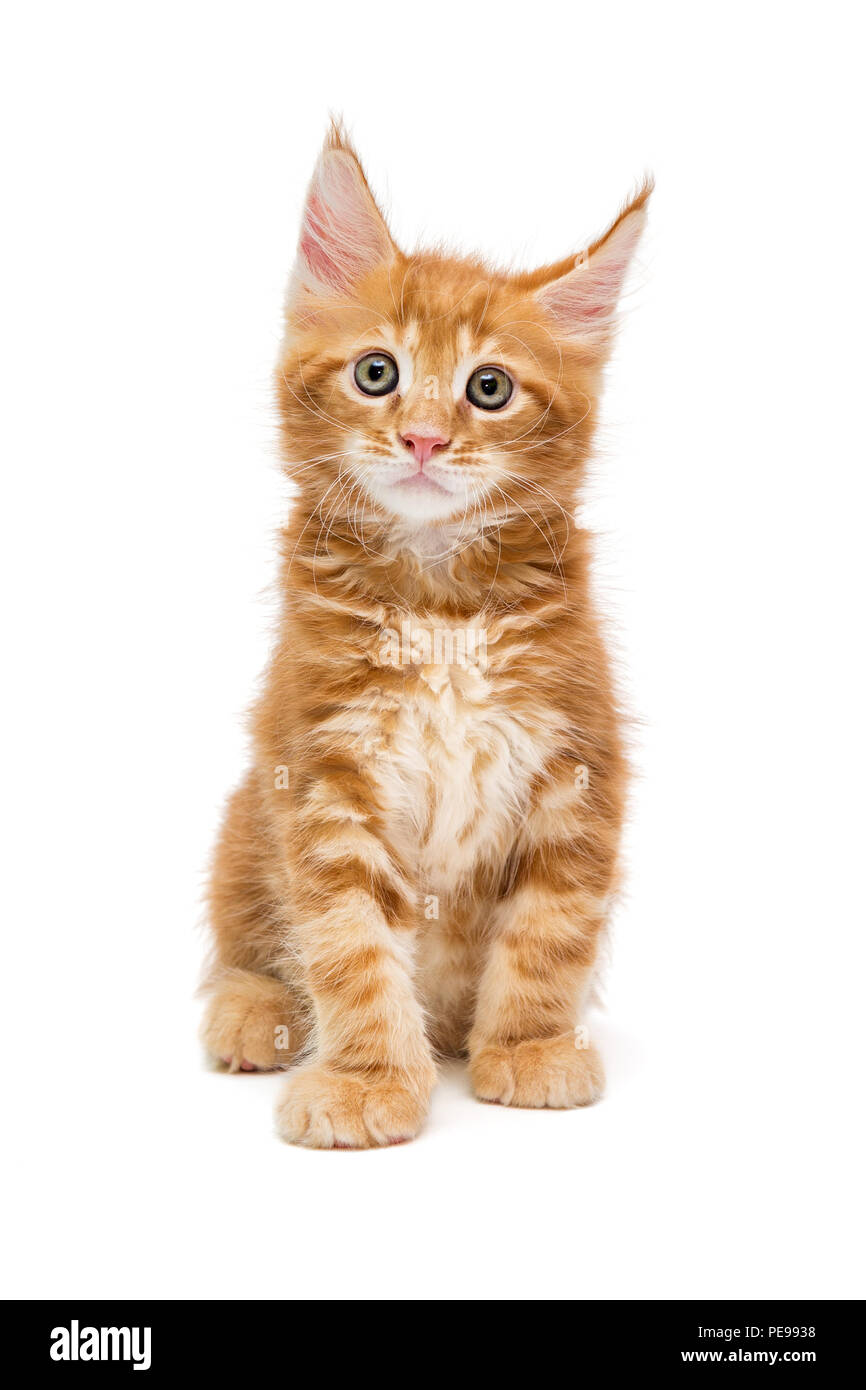 Small Maine Coon kitten, isolated on white background Stock Photo - Alamy