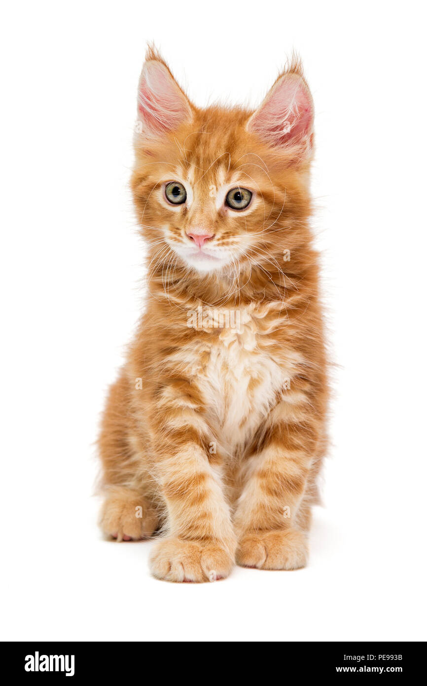 Small Maine Coon kitten, isolated on white background Stock Photo - Alamy