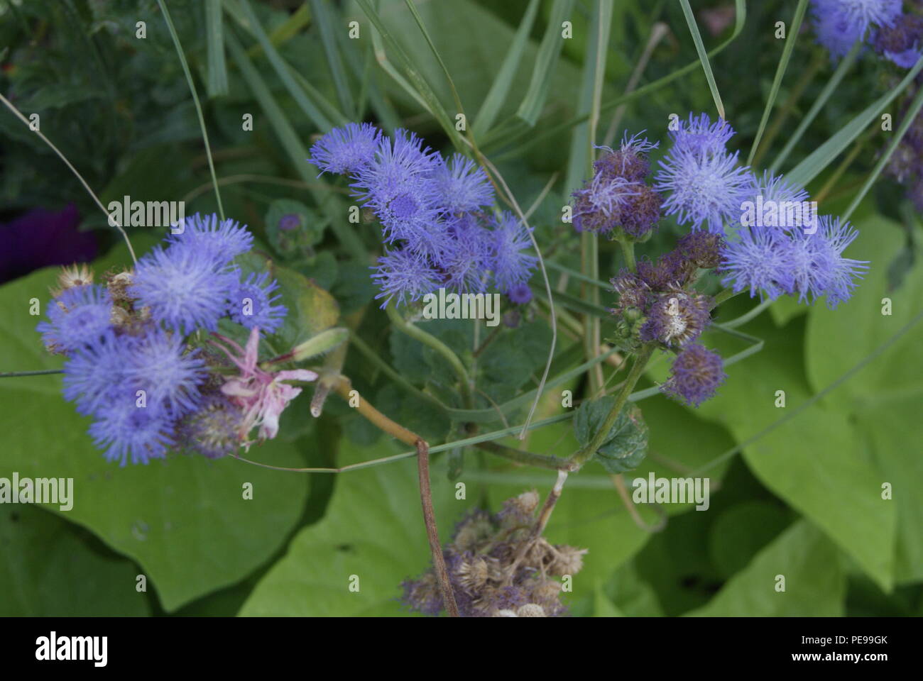fleurs de France Stock Photo - Alamy