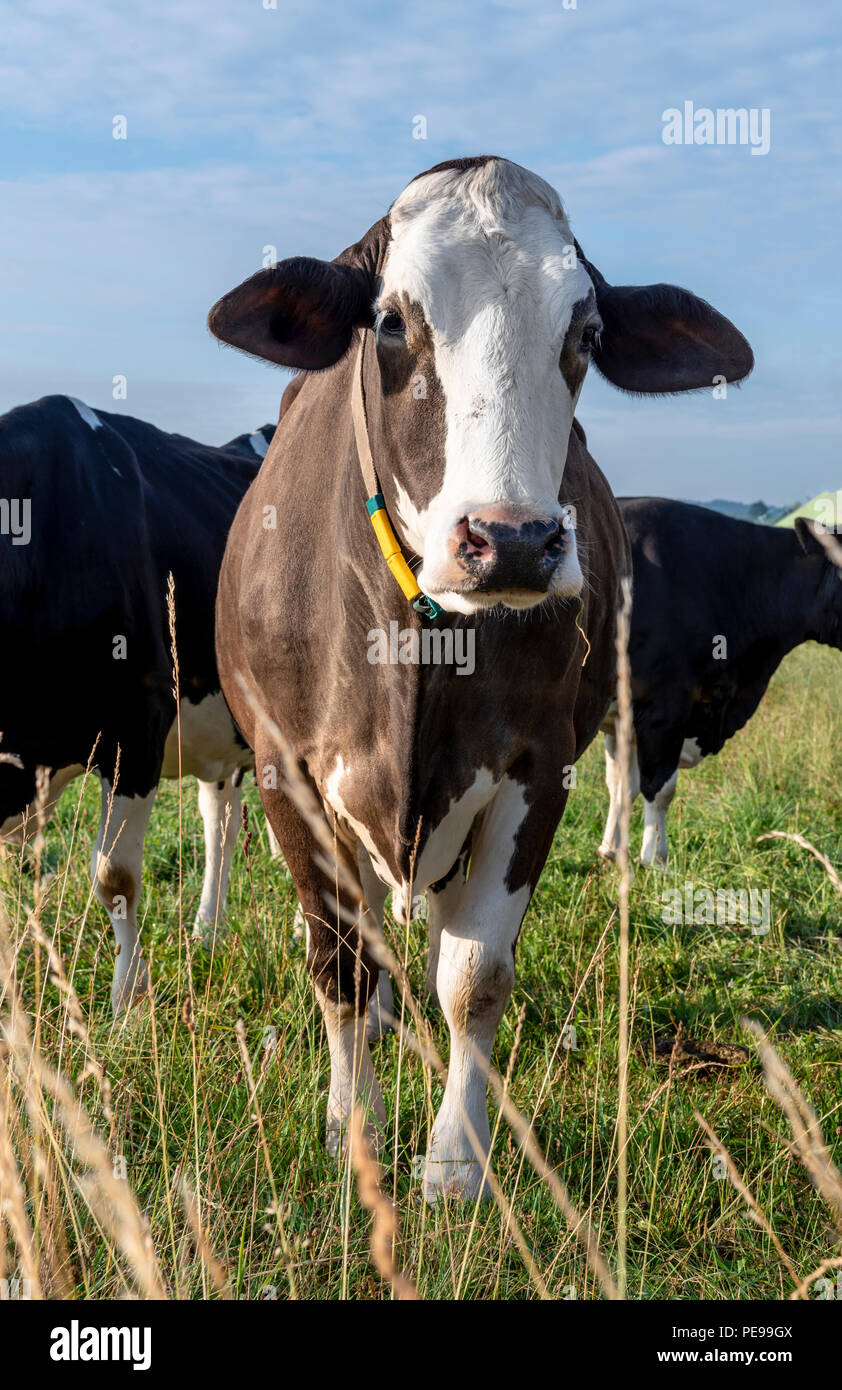 Gentle cow from the breed Holstein with funny ears looking at the ...